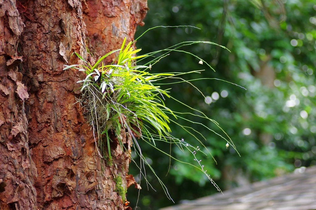 Acriopsis liliifolia from Bukit Panjang, 新加坡 on July 03, 2020 at 07:27 ...