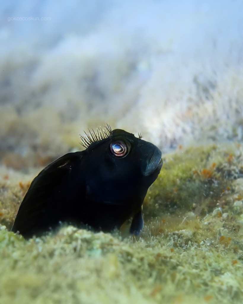 Combtooth Blennies (Blenniidae) - Marine Life Identification