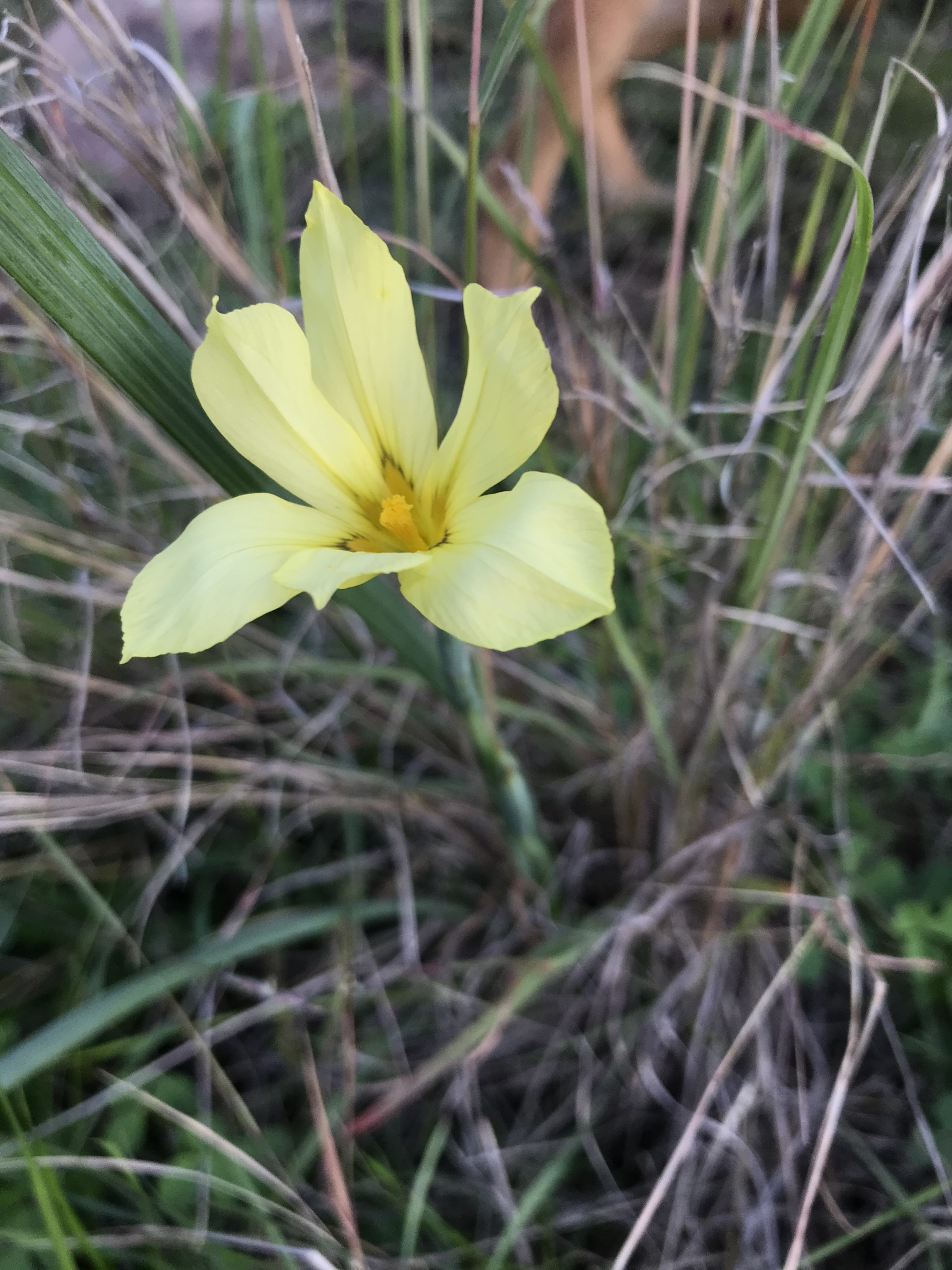 Moraea collina Thunb.