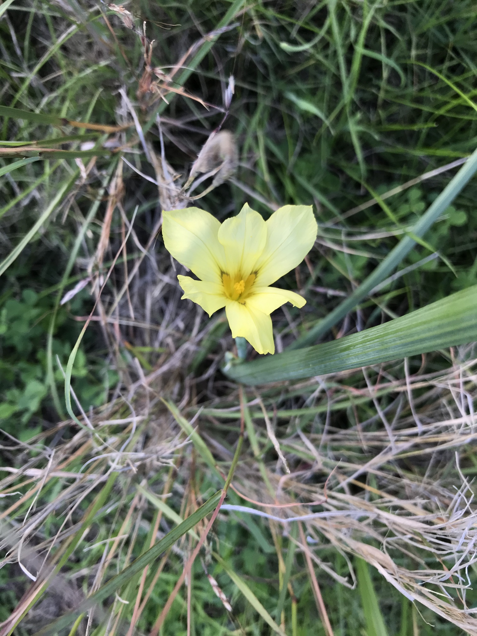 Moraea collina Thunb.