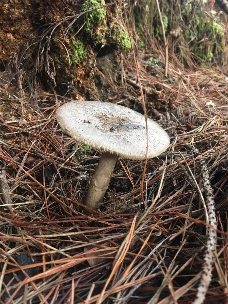 Southern Beech Amanita from TRMIR Tanekaha Ridge, Eskdale Forest on ...
