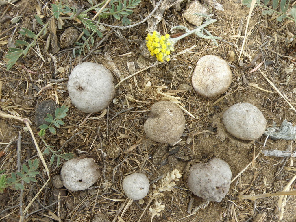 Disciseda bovista (Hongos de Baja California) · iNaturalist
