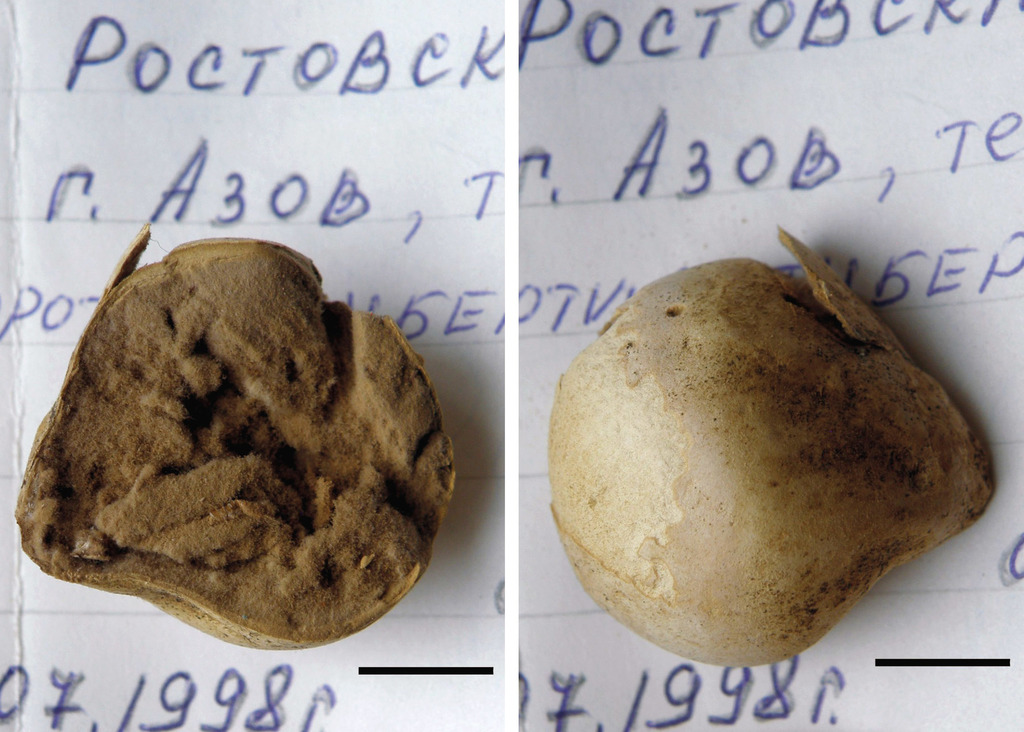 Calvatia pachyderma from Ленинский р-н, Ростов-на-Дону, Ростовская обл ...