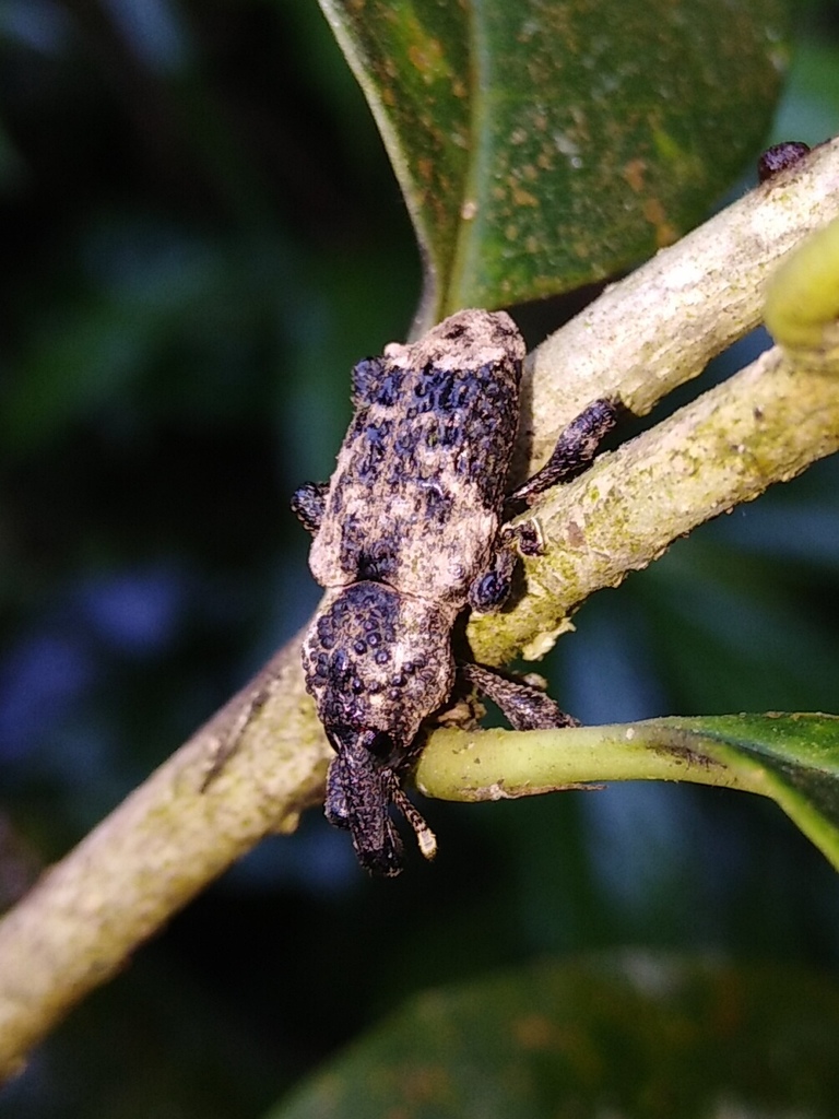 Pimelocerus perforatus from 262台灣宜蘭縣礁溪鄉262聖母登山步道 on July 5, 2020 at 08: ...