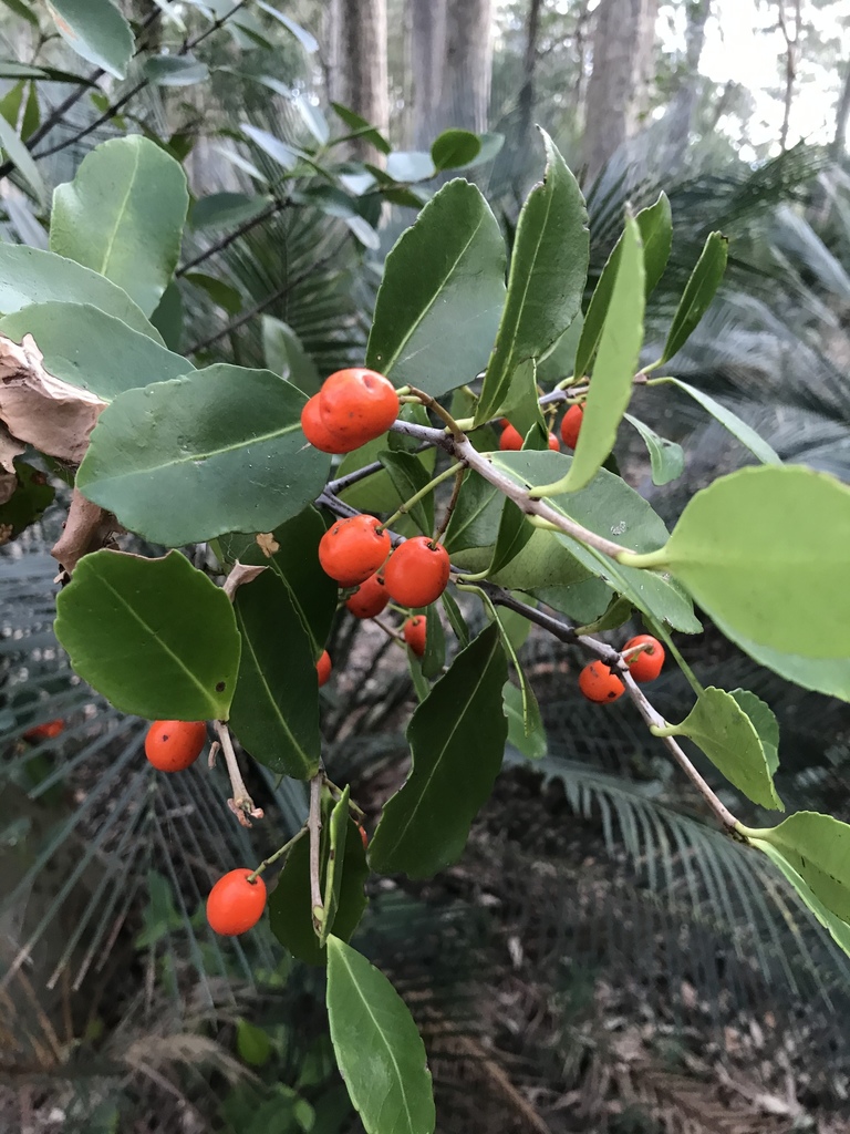 Elaeodendron australe australe (Logan RE 12.11.1 Flora) · iNaturalist