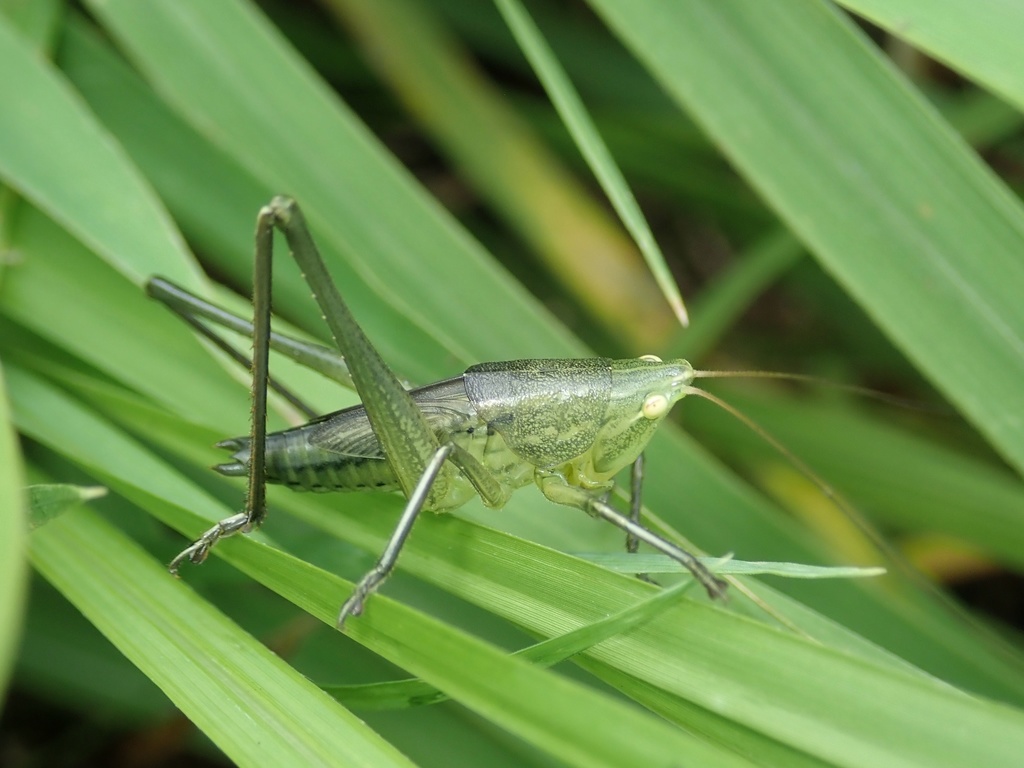 Ruspolia lineosa in July 2020 by orthoptera-jp · iNaturalist