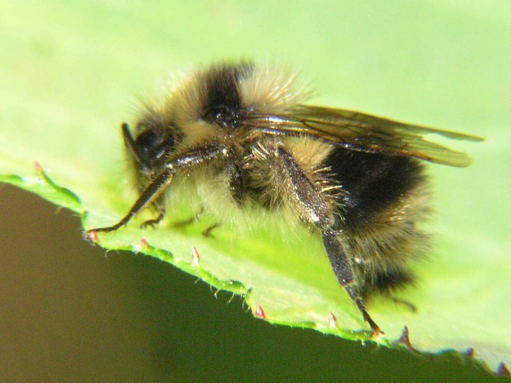 Black-tailed Bumble Bee (Bumblebees of San Diego) · iNaturalist NZ