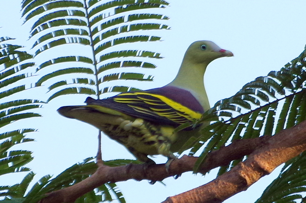 Philippine Green-Pigeon (Treron axillaris) - Avian Discovery