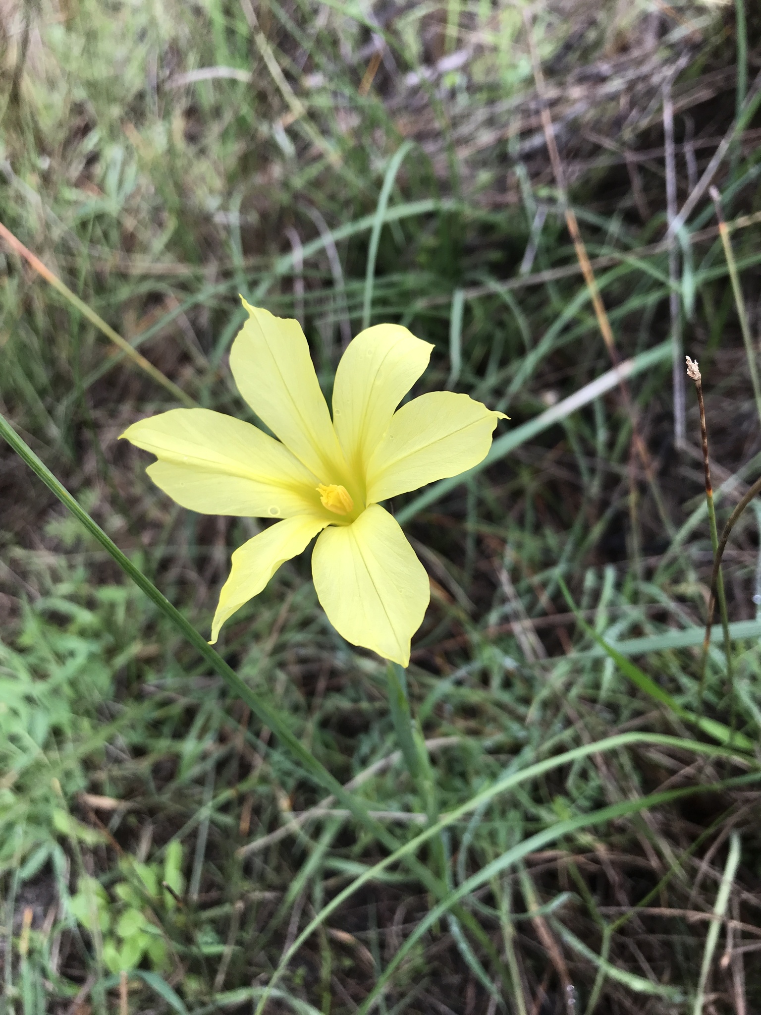 Moraea collina Thunb.