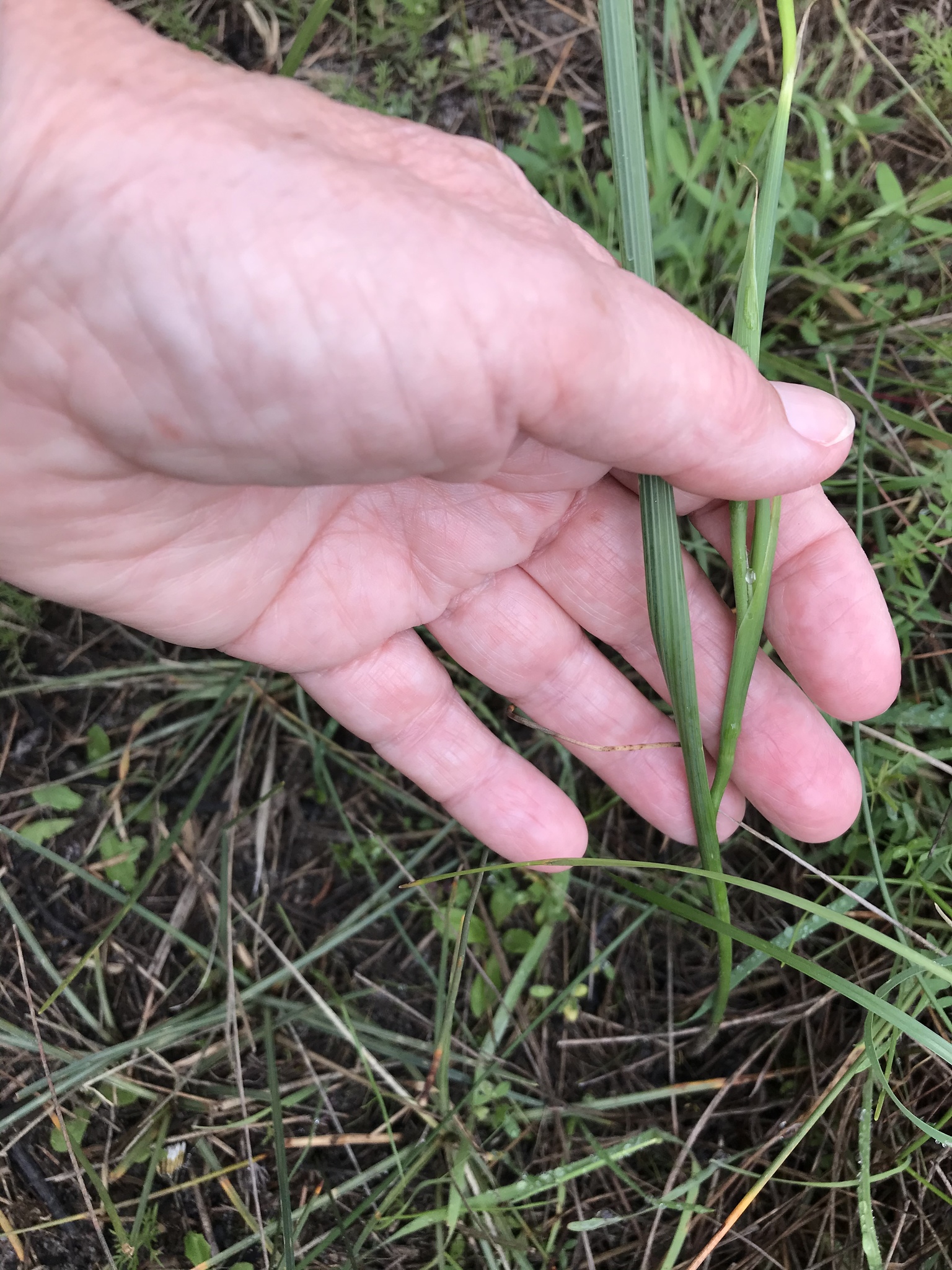 Moraea collina Thunb.