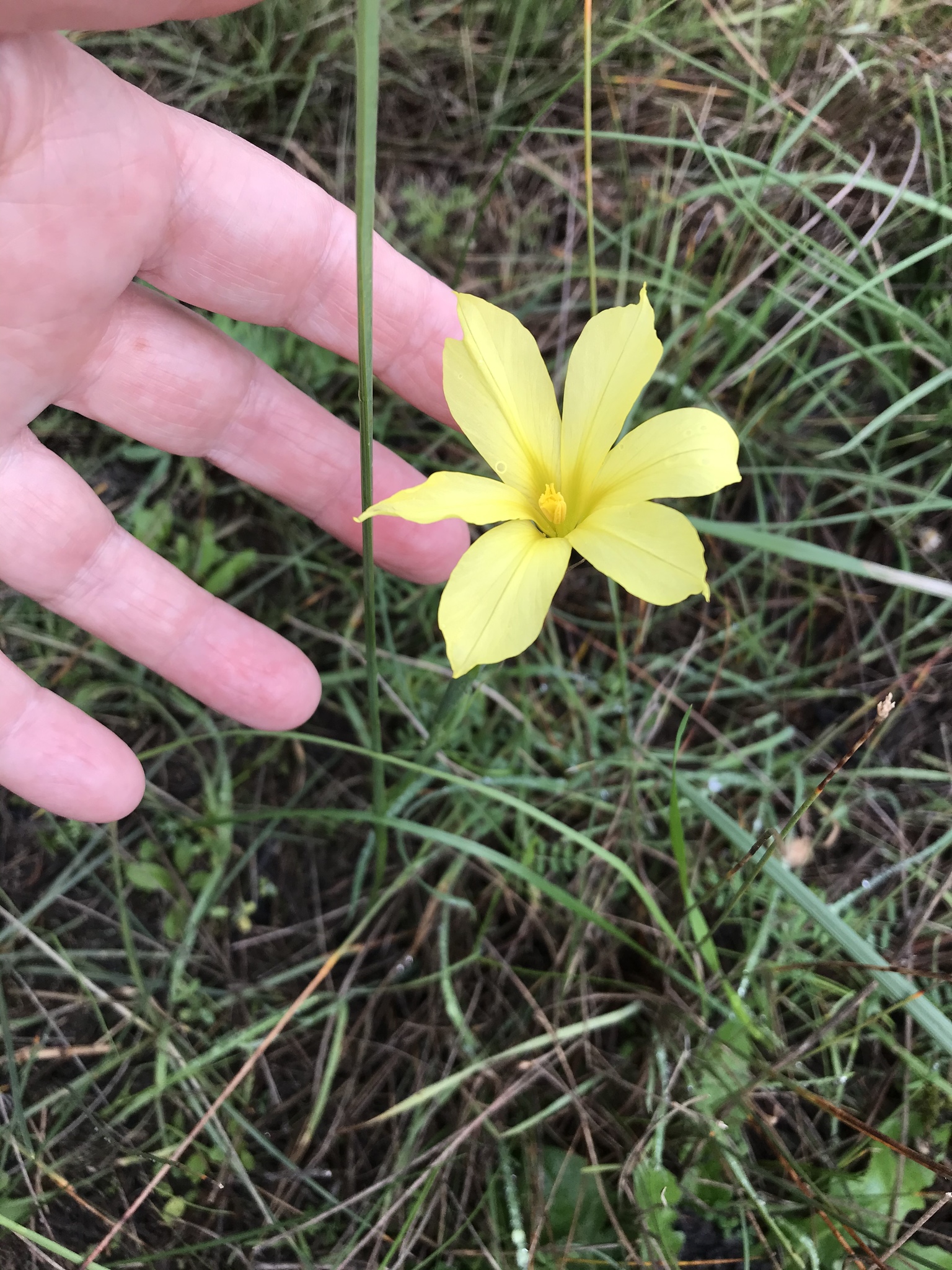 Moraea collina Thunb.