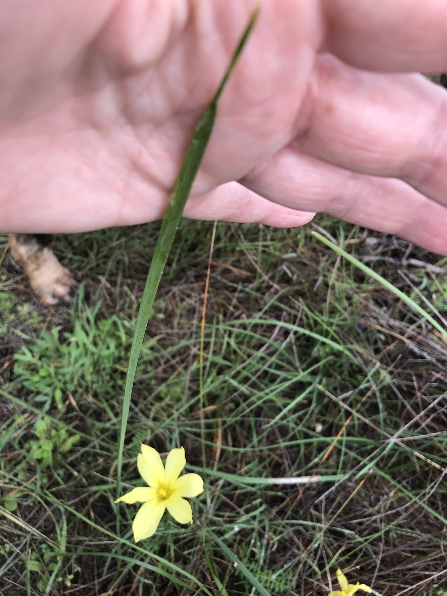 Moraea collina Thunb.