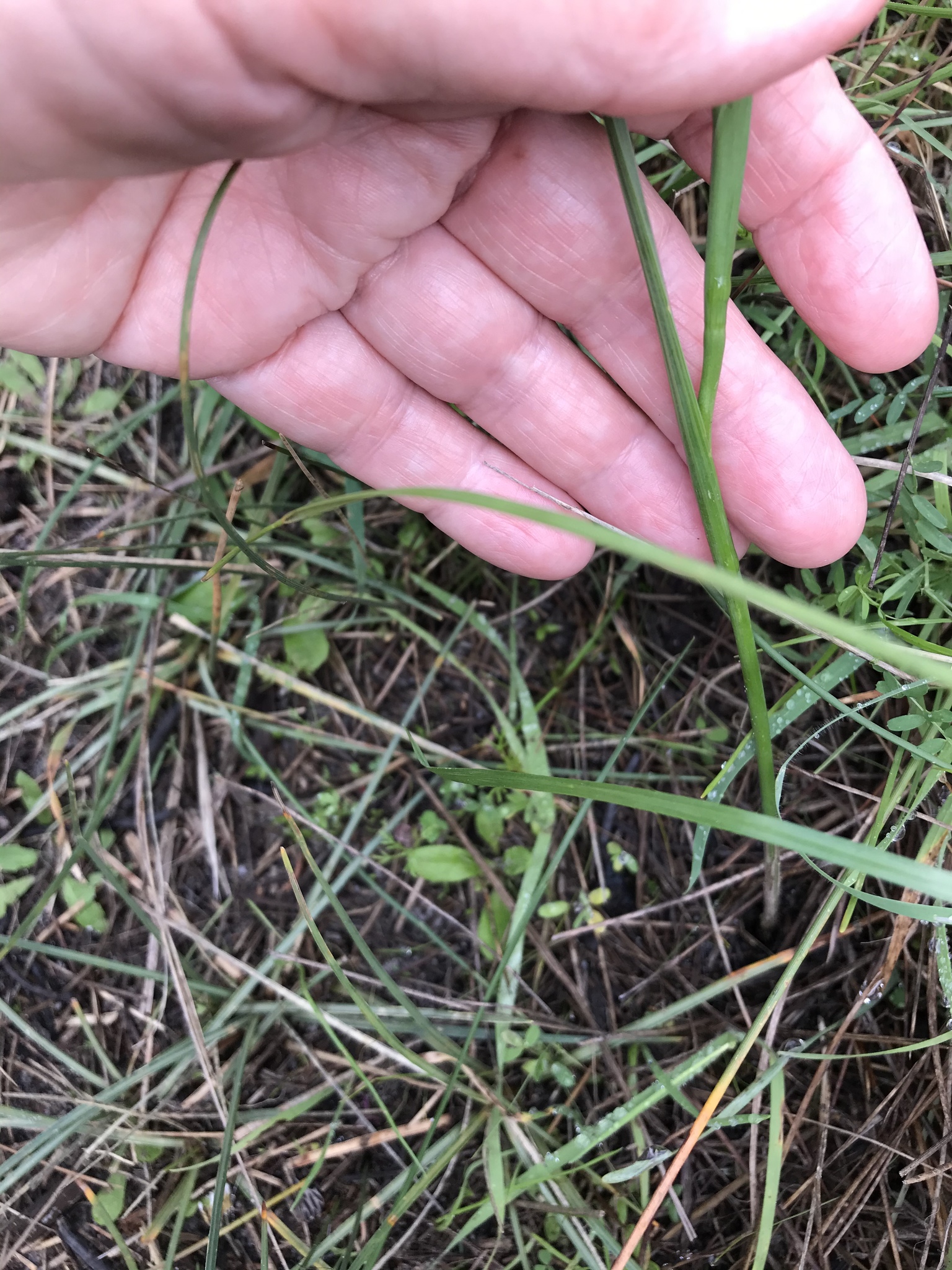 Moraea collina Thunb.