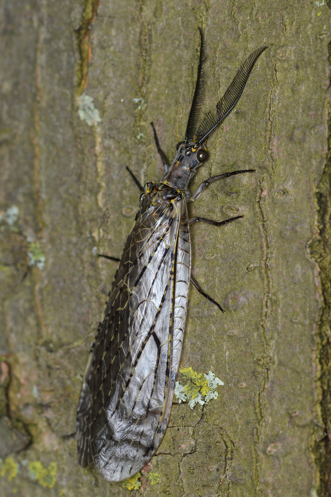 Spring Fishfly (Insects of Massachusetts) · iNaturalist