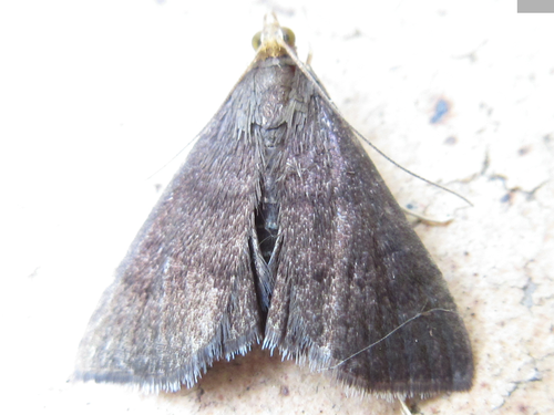Pyrausta fuliginata · iNaturalist