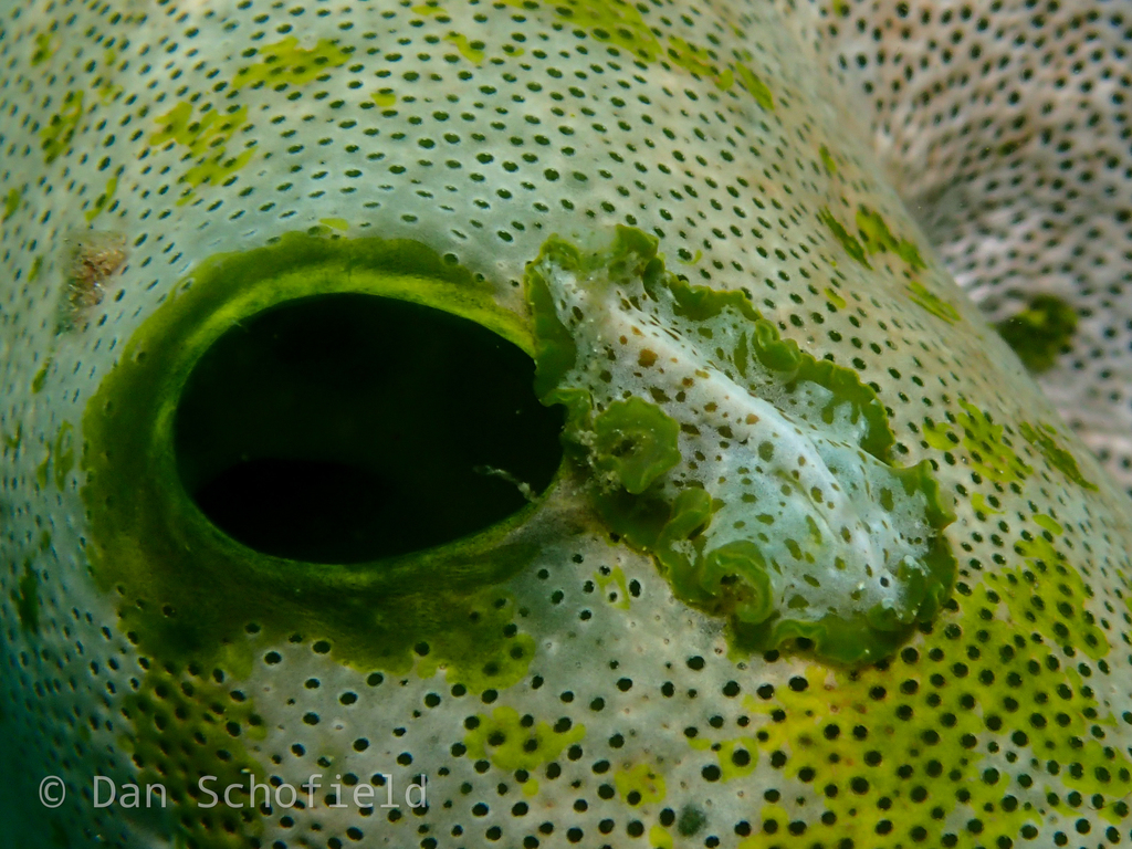 Green Barrel Sea Squirt from Two Fish Divers Lembeh on June 18, 2020 by ...