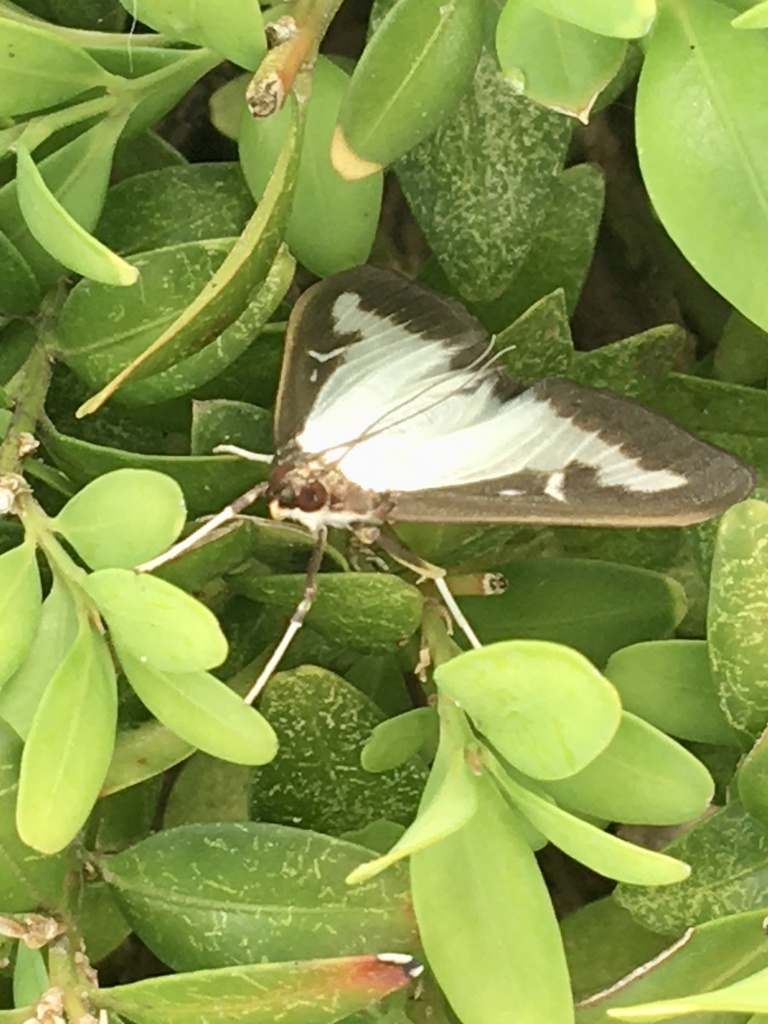 Box Tree Moth from Great Britain, Southampton, England, GB on July 5 ...