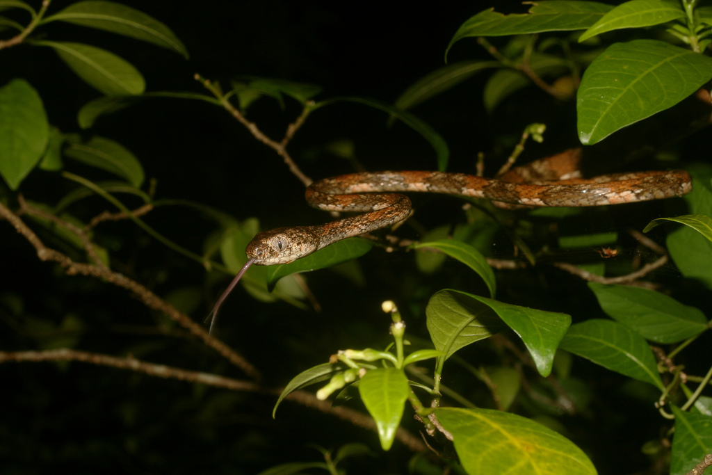 Philippine Blunt-headed Tree Snake from Нагбалейонг, Morong, Батаан ...