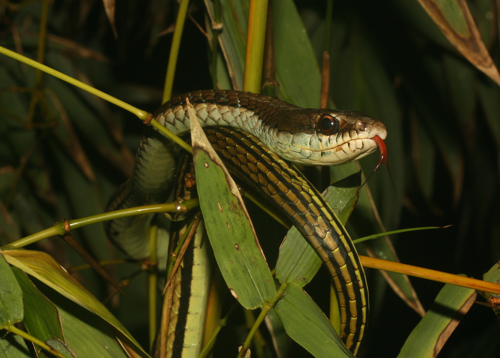 Luzon Bronzeback (Dendrelaphis luzonensis) - Snakes and Lizards