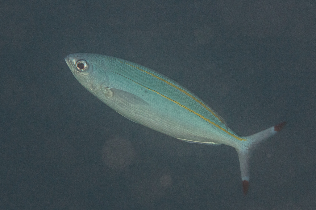 Twinstripe Fusilier (Fishes of the Coral Sea Marine Park, Queensland ...