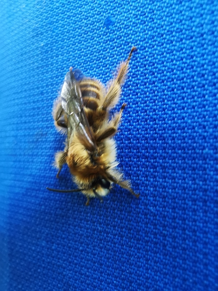 Common Pantaloon Bee from 9500 Hobro, Danmark on July 5, 2020 at 02:55 ...