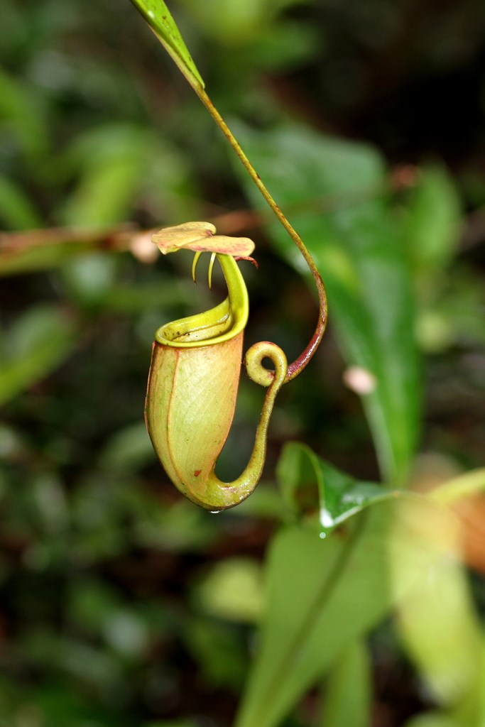 Fanged pitcher plant in May 2014 by marcel-silvius · iNaturalist