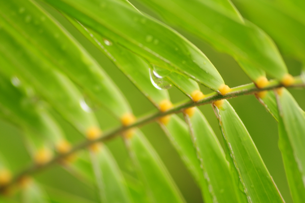 Ceylon Date Palm (Phoenix pusilla) - Botanical Realm