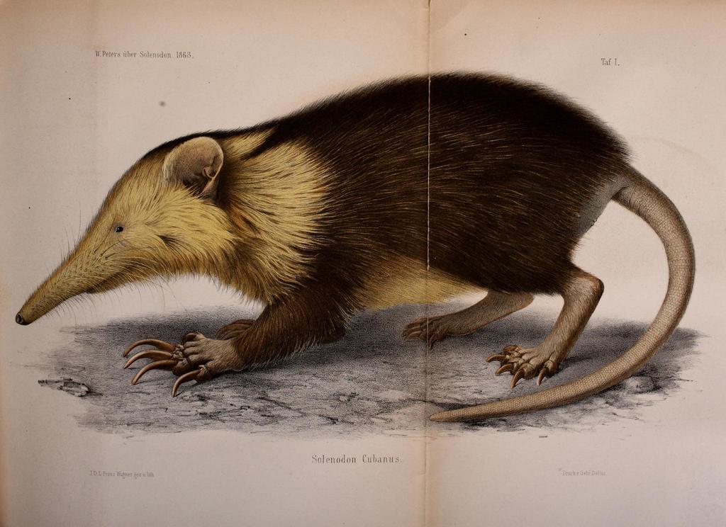 Cuban Solenodon (Atopogale cubana) - Know Your Mammals