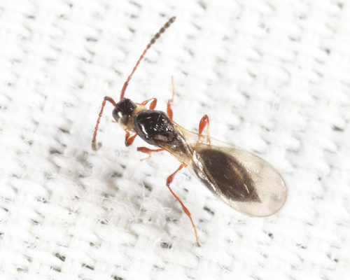 Genus Diapria · iNaturalist