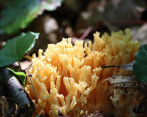 Hongo escobeta (Ramaria formosa)