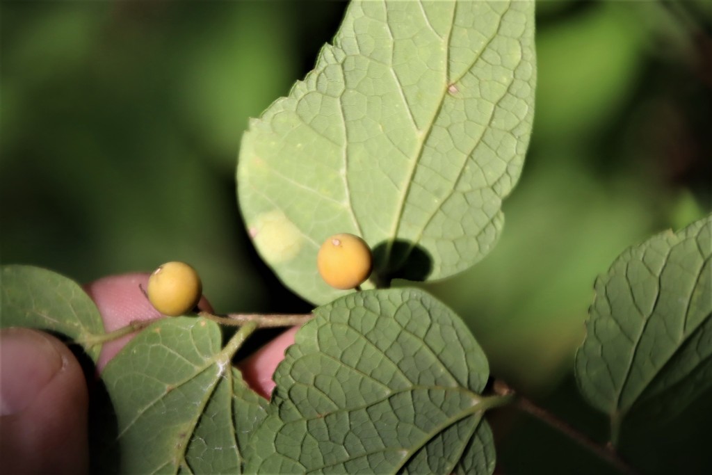 netleaf hackberry (Celtis reticulata) - Botanical Realm