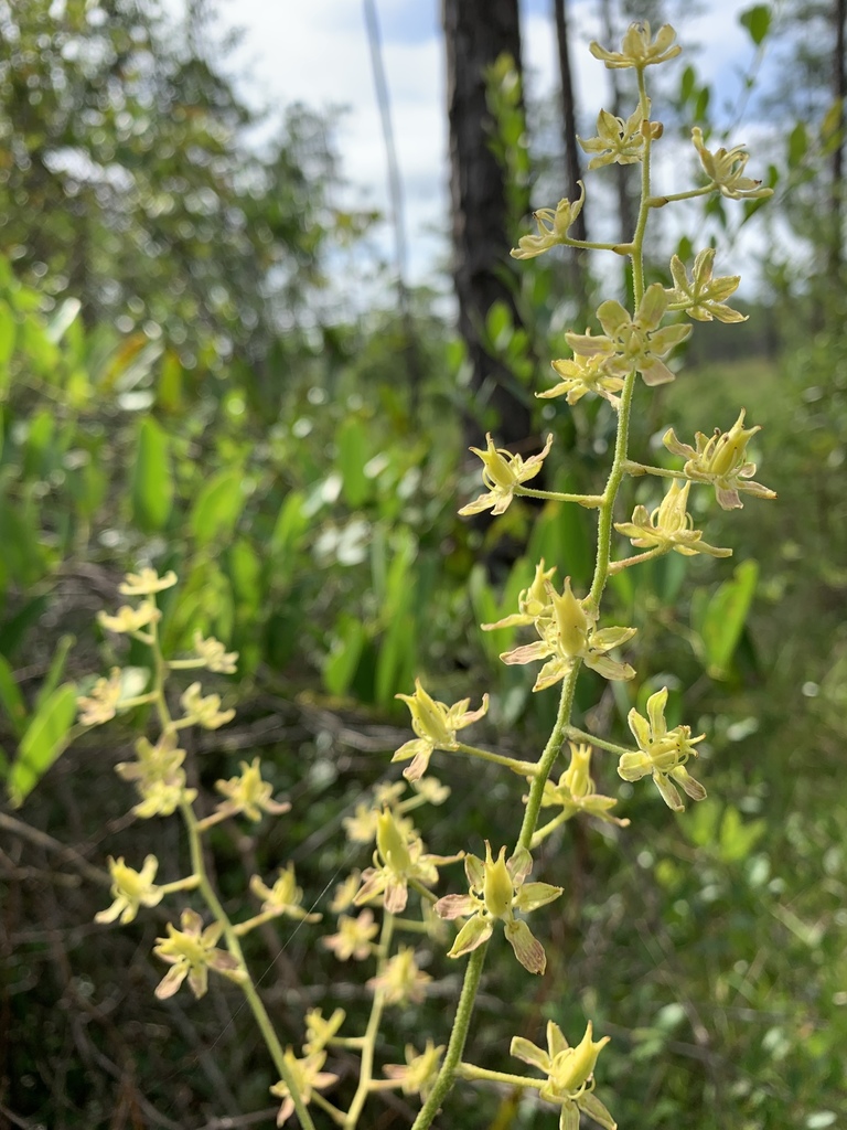 Virginia bunchflower in July 2020 by lillybyrd · iNaturalist