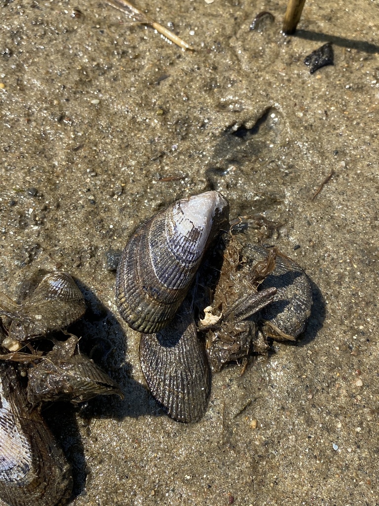 Atlantic Ribbed Mussel from Black Wall Channel, New York, NY, US on ...