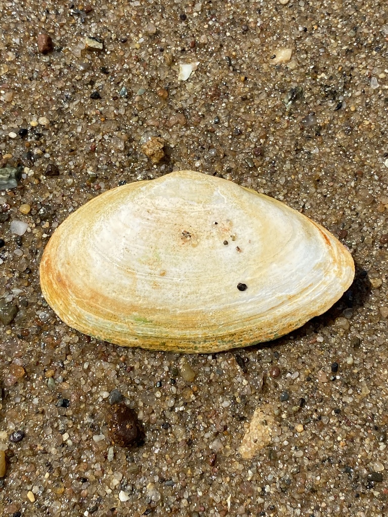 Soft-shelled Clam from Gateway National Recreation Area - Jamaica Bay ...