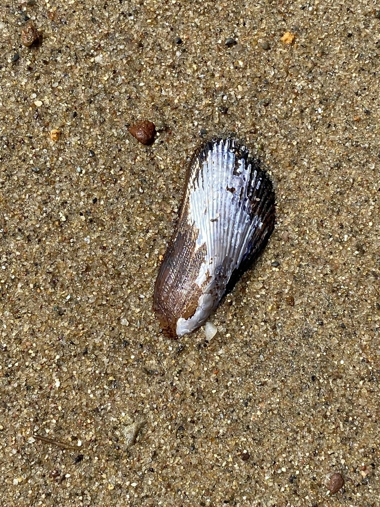 Atlantic Ribbed Mussel from Gateway National Recreation Area - Jamaica ...