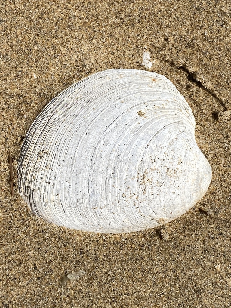 Northern Quahog from Gateway National Recreation Area - Jamaica Bay ...