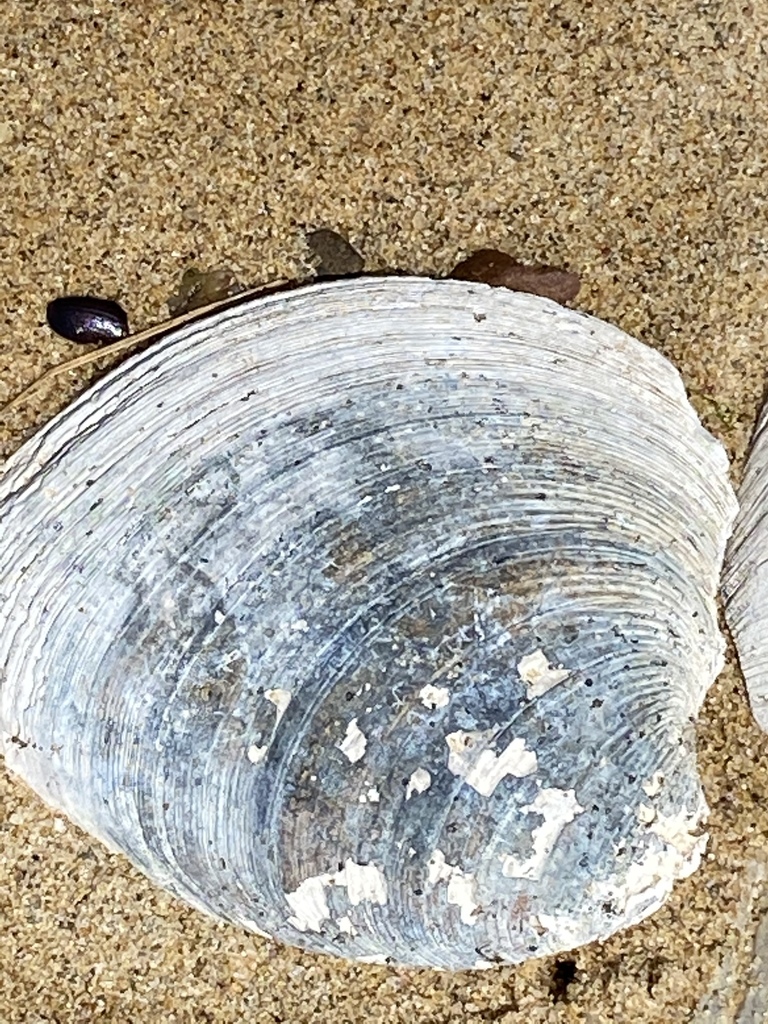 Northern Quahog from Gateway National Recreation Area - Jamaica Bay ...