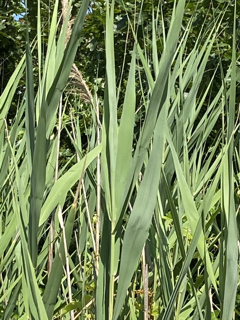 common reed from Gateway National Recreation Area - Jamaica Bay, New ...