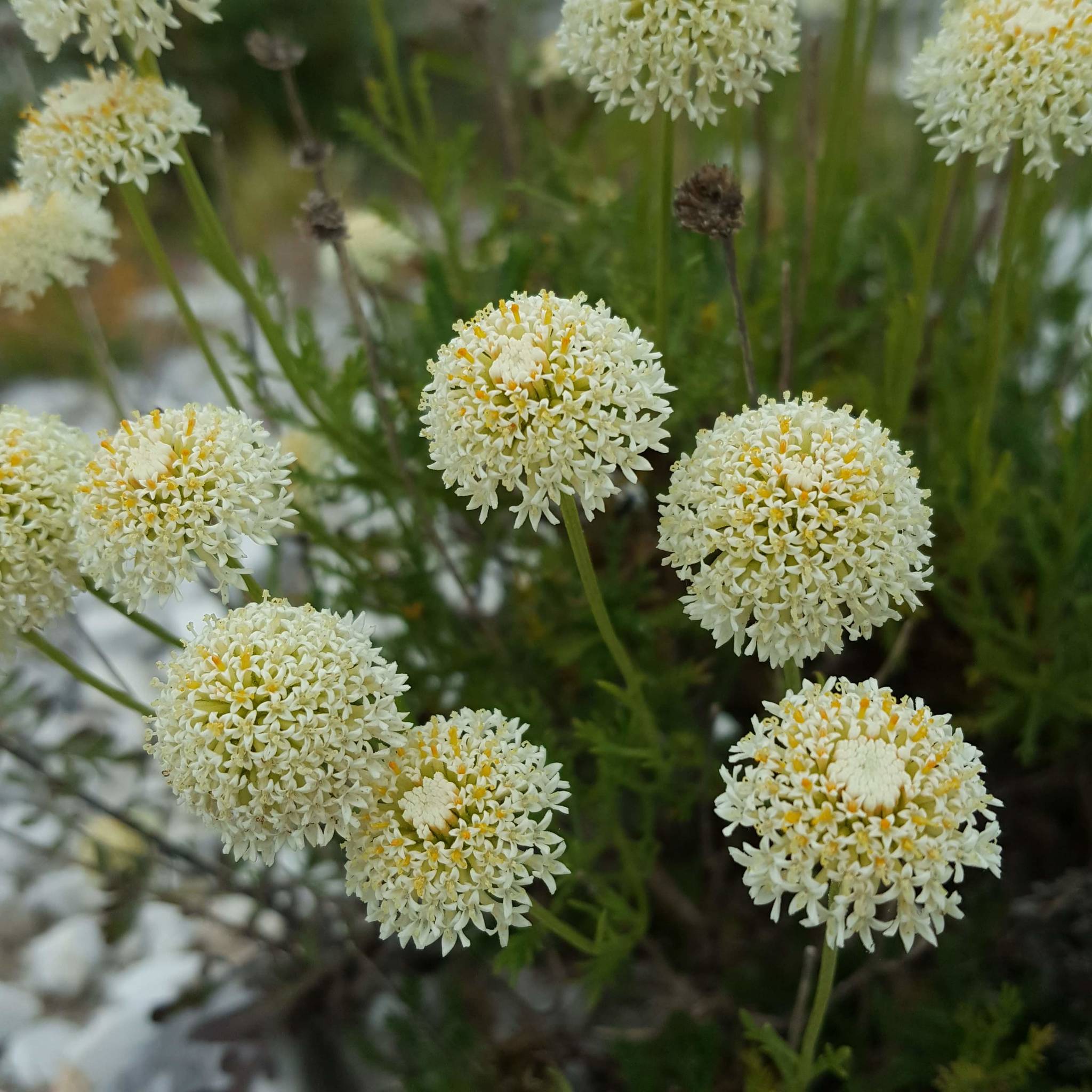 Santolina pinnata Viv.