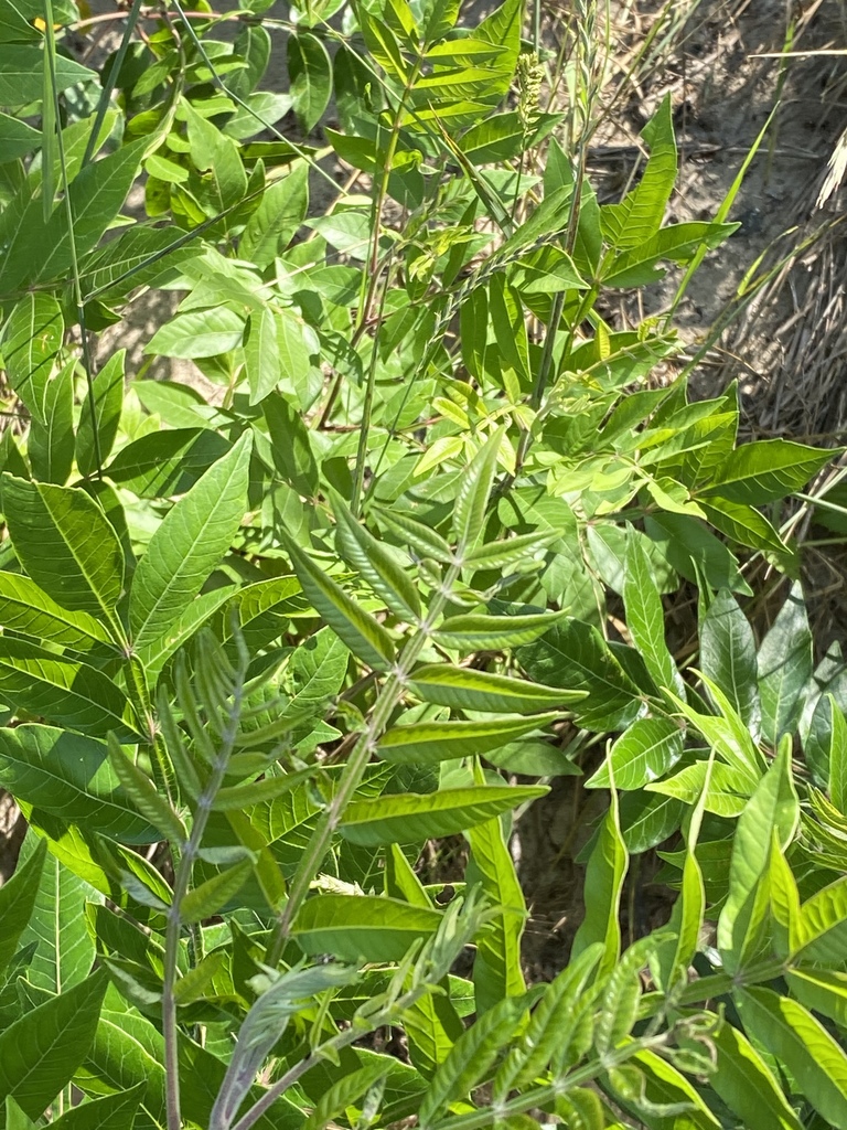 shining sumac from Gateway National Recreation Area - Jamaica Bay, New ...