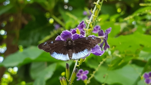 Blue-spotted Blue-Skipper (Pythonides pteras)