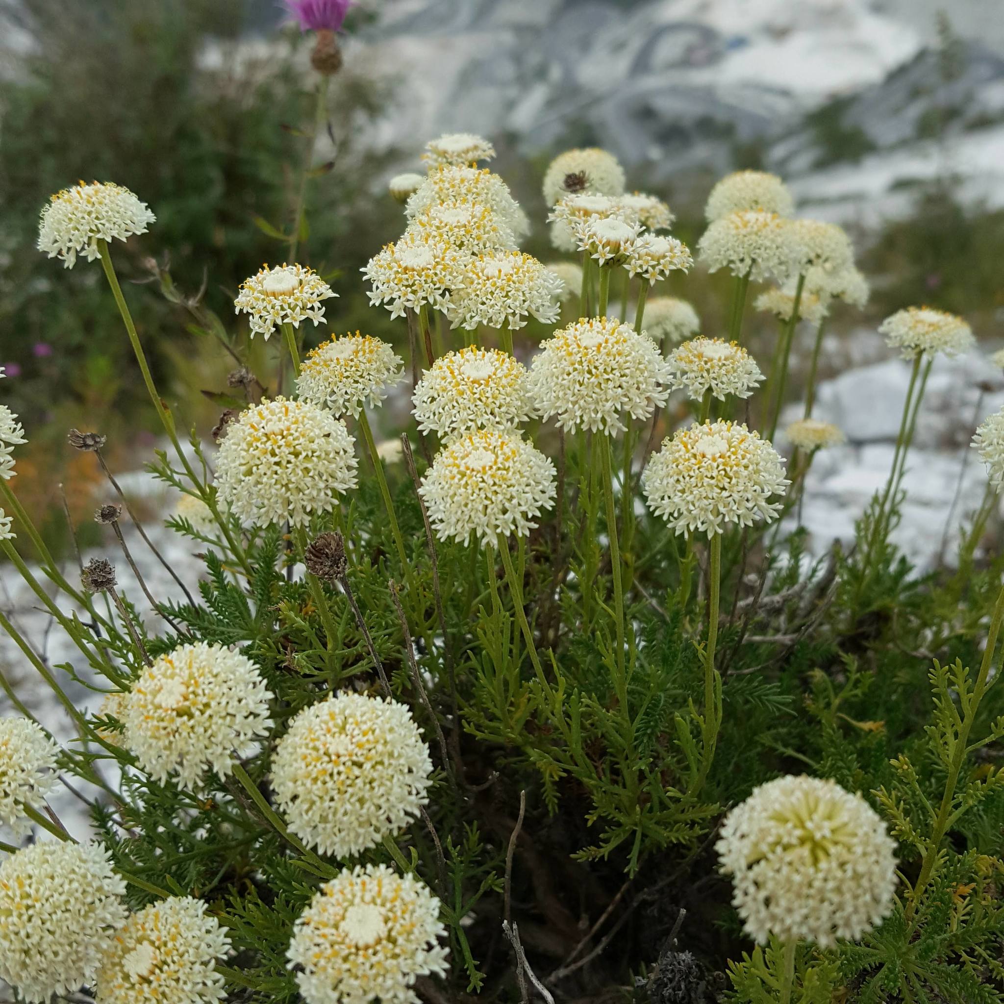 Santolina pinnata Viv.