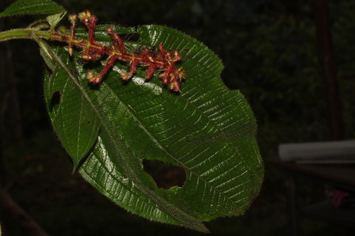 Leandra grandifolia · iNaturalist