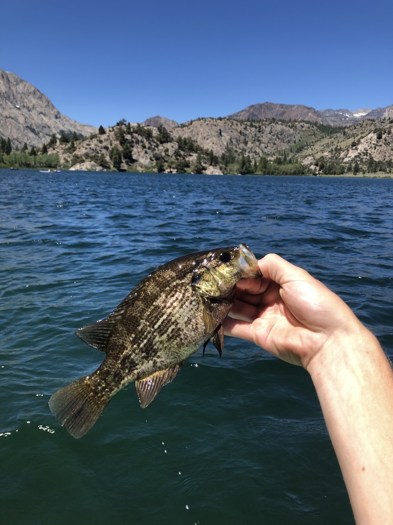 Sacramento Perch in July 2020 by Craig Bianchi · iNaturalist
