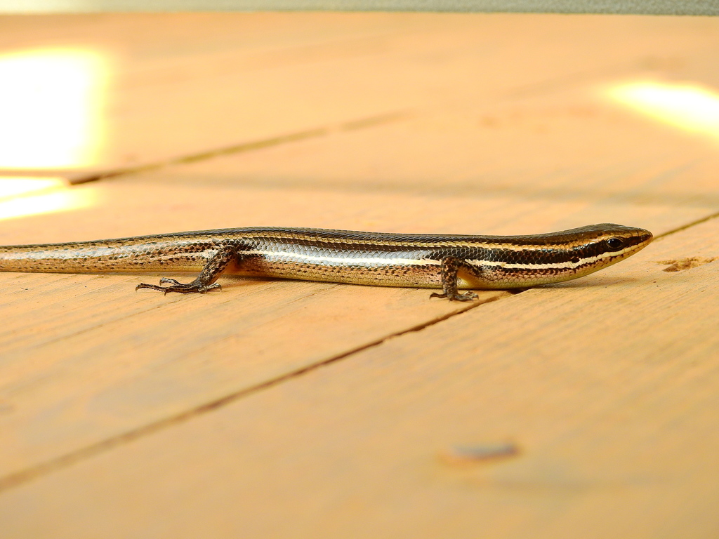 Mayan Skink from Cayo District, Belize on July 23, 2018 at 08:41 AM by ...