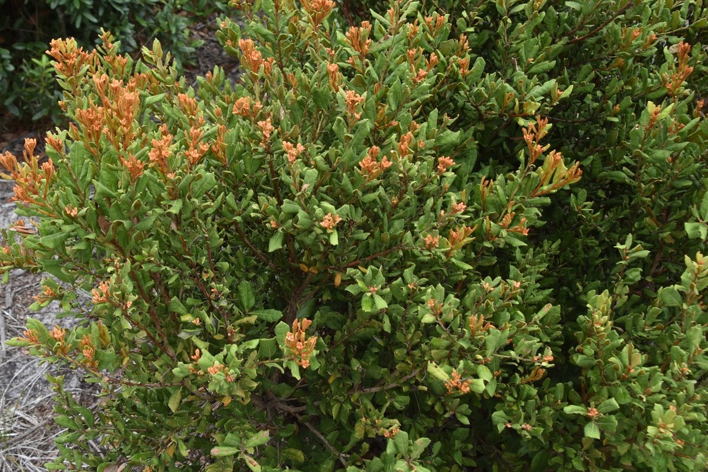 rusty staggerbush from Polk County, FL, USA on July 5, 2020 at 12:16 PM ...