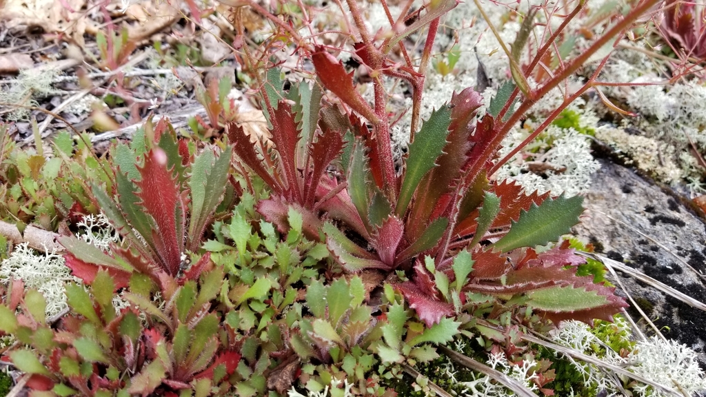 Cliff Saxifrage from Nantahala, NC, USA on July 03, 2020 at 10:13 AM by ...