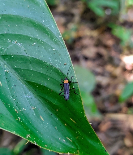 Chauliognathus hickeri · iNaturalist