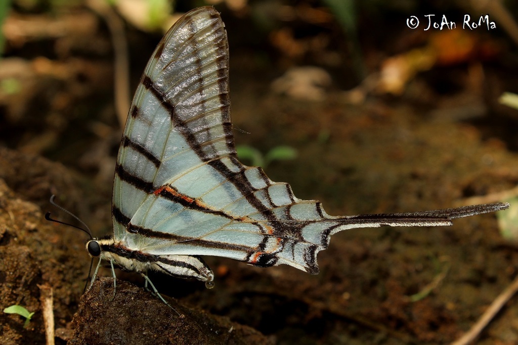 Mariposa cometa golondrina Mexicana (Guia de Invertebrados de las Islas ...