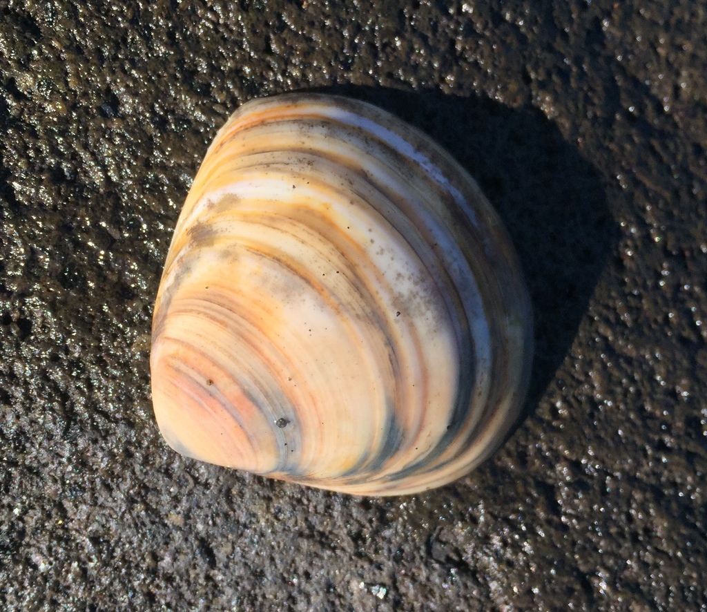Large Trough Shell from Coastal Walkway, Strandon, Taranaki, NZ on June ...